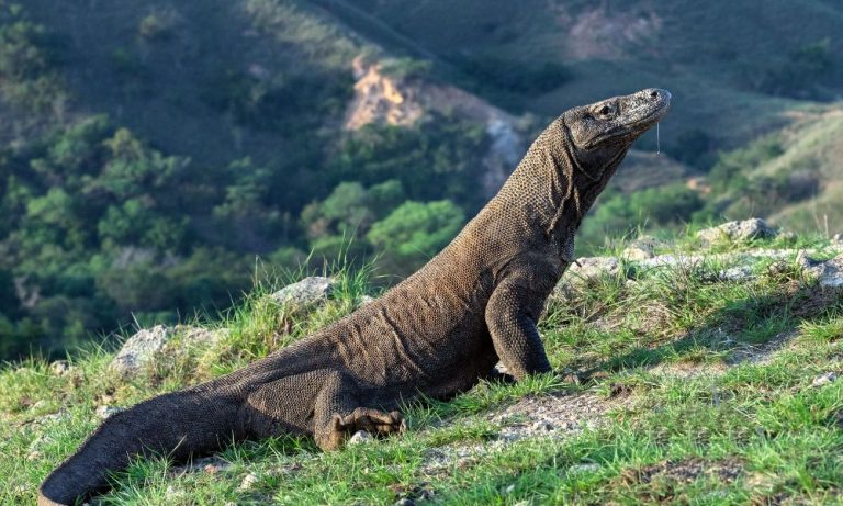 9 Panduan Merencanakan Perjalanan ke Taman Nasional Komodo - Labuan ...